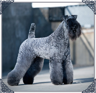 Carey - True Blue Kennel: Kerry Blue Terrier & Lagotto Romagnolo